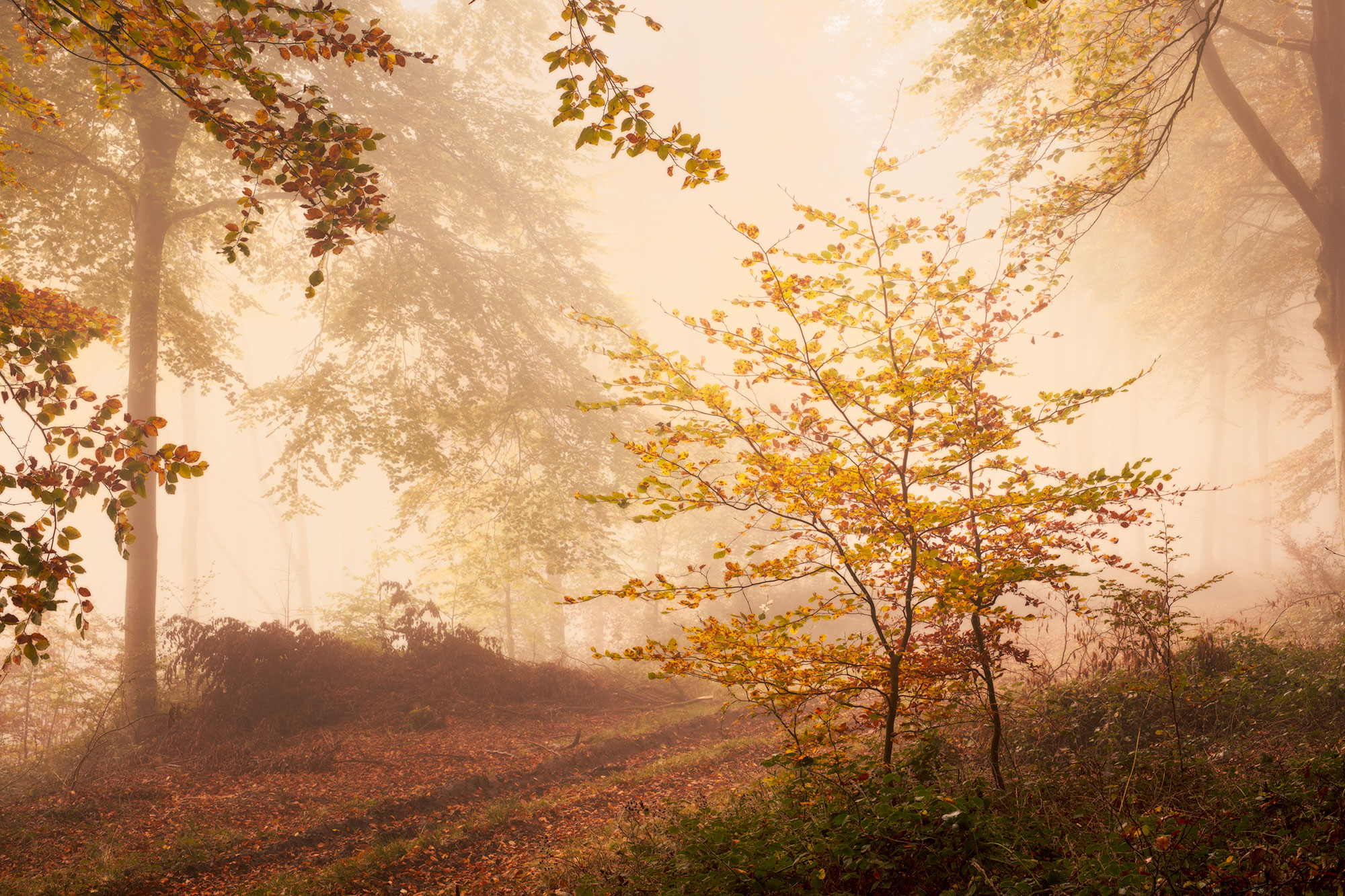 Autumn Inspiration | Photography Portfolio | Andy Farrer