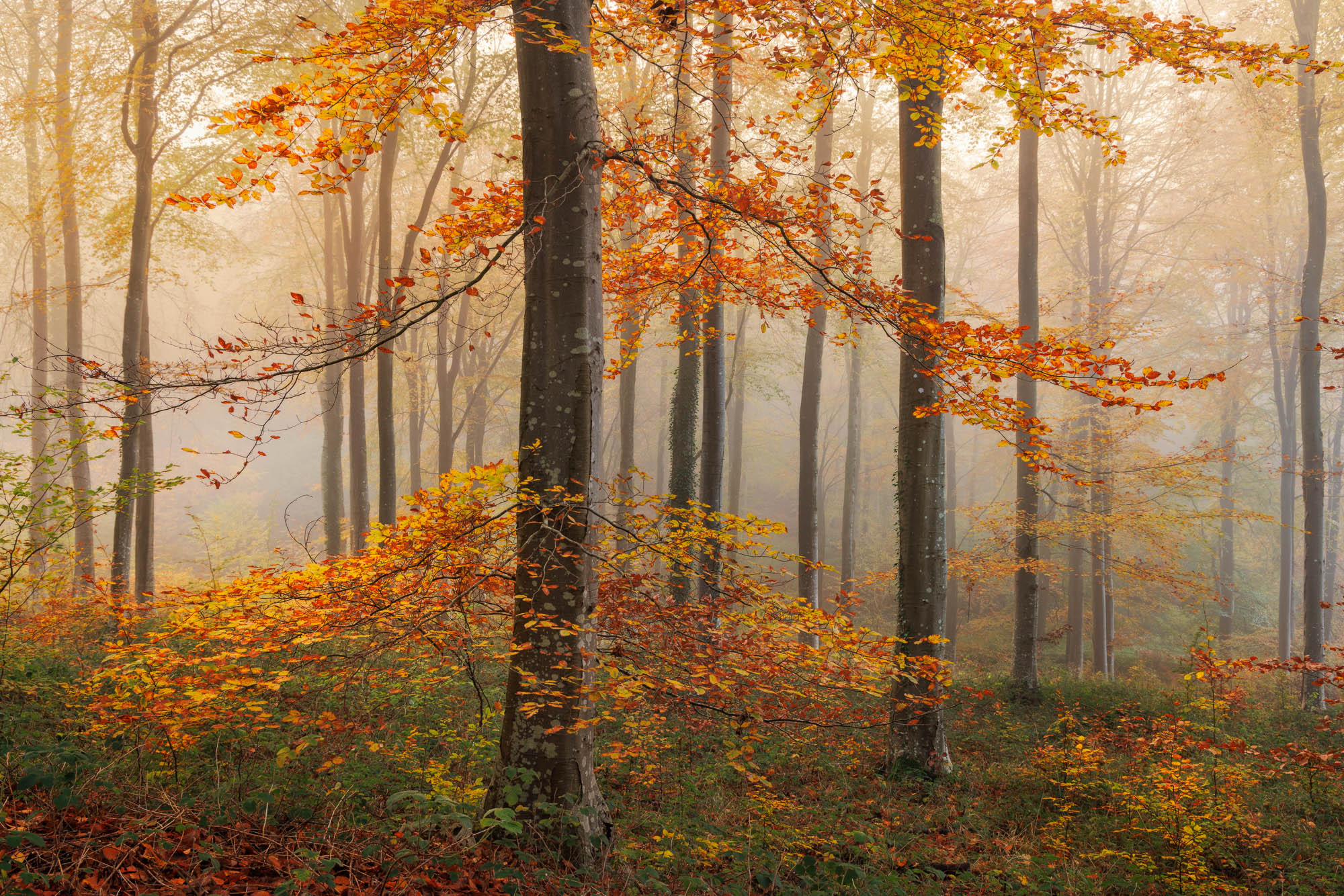 Autumn Inspiration | Photography Portfolio | Andy Farrer